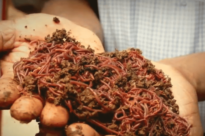 Intestines of the soil, no earthworms, no organic farming! meet Peter ...