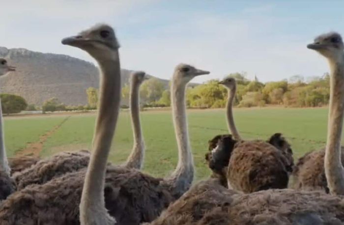Ostrich Farming | How to Start an Ostrich Farm - FO-Video-Library