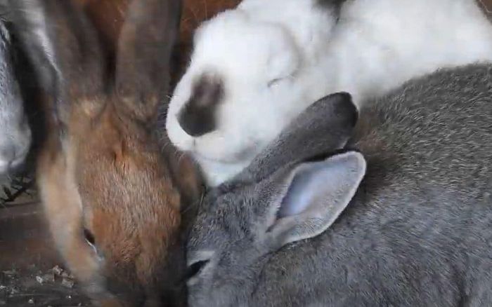 How to make a rabbit nesting box and what to do before & after the ...