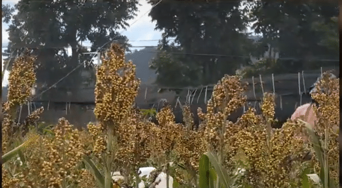 Sorghum seed production process - FO-Video-Library