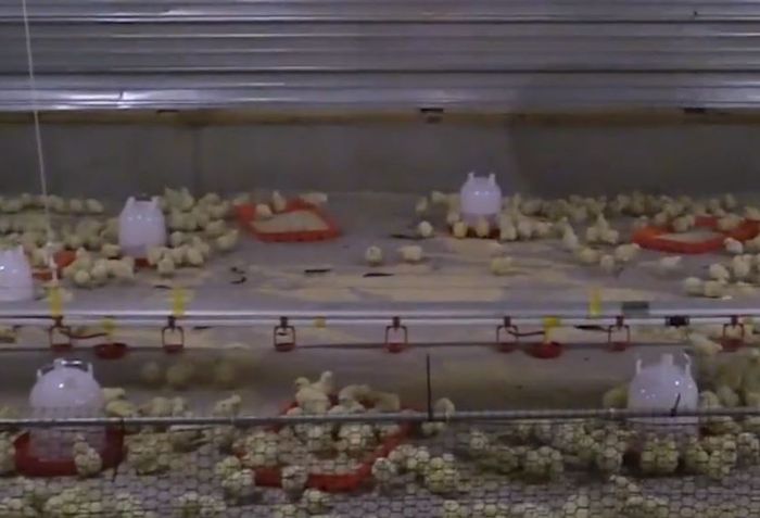 Managing Flock Uniformity Fo Video Library