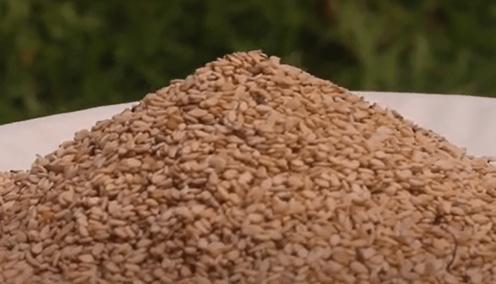 How to cultivate Sesame (Beniseed) part 1 - FO-Video-Library