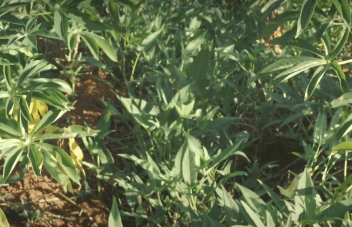 Recommended practices for intercropping cassava and sweet potatoes - FO ...