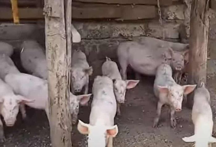 6 ways how to reduce bad smell/ odour in a pig farm - FO-Video-Library