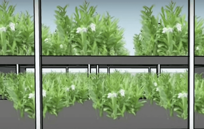 Hydroponic Ginger Farming | Get More Yield and More Income in Small ...