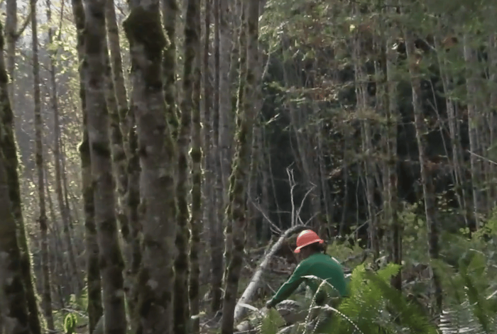 Forest thinning benefits and tips - FO-Video-Library