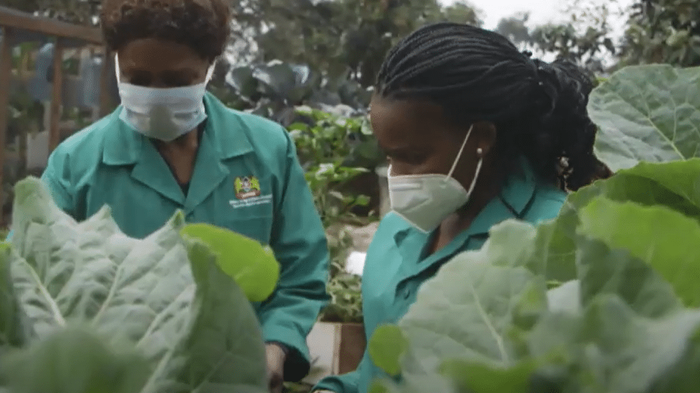 Safe use of agro chemicals and harvesting – Farm Kenya - FO-Video-Library