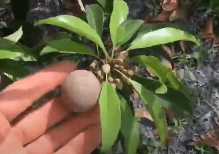 Sapota (Chiku) Farming | How To Grow Sapodilla from Seed | Sapota ...