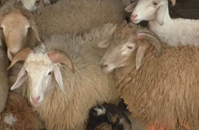 Sheep Farming Business Plan – How to Start a Business Sheep Farm with ...