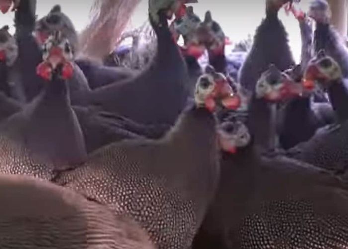 How to Start a Business Guinea Fowl Farming – Guinea Farm Business Idea ...