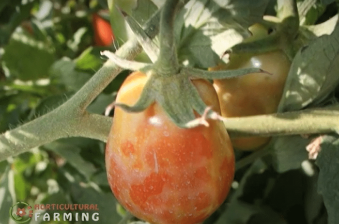 Commercial tomato farming through greenhouse technology -Part 2 - FO ...