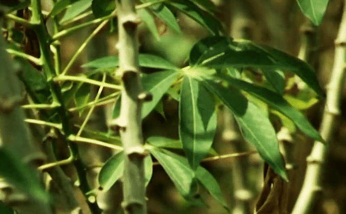 Cassava Farming Part 1 Fo Video Library