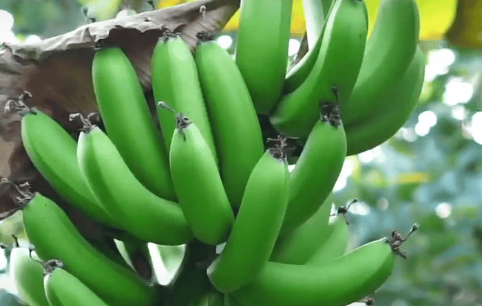 Banana Farming – Introduction & Plant Propagation - FO-Video-Library