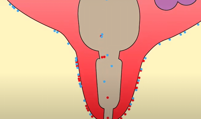 Good milking practice III – Checking for and treating mastitis - FO ...