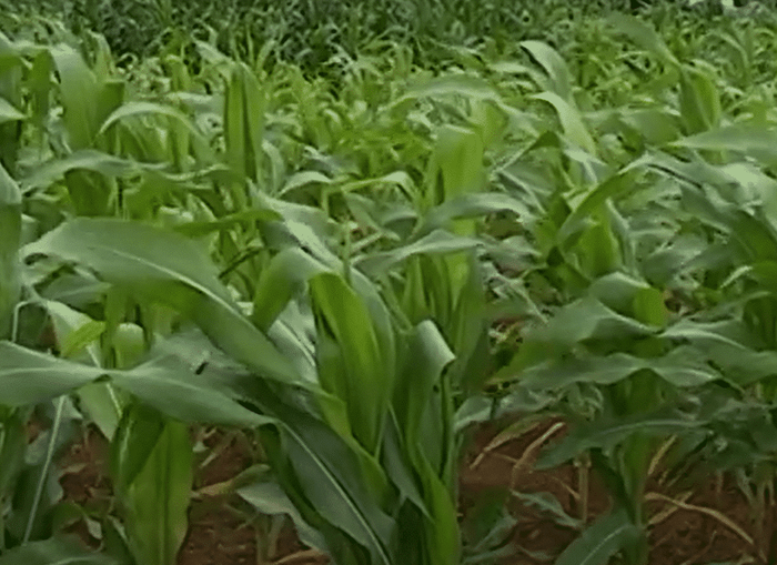 Maize Land Preparation Techniques - FO-Video-Library