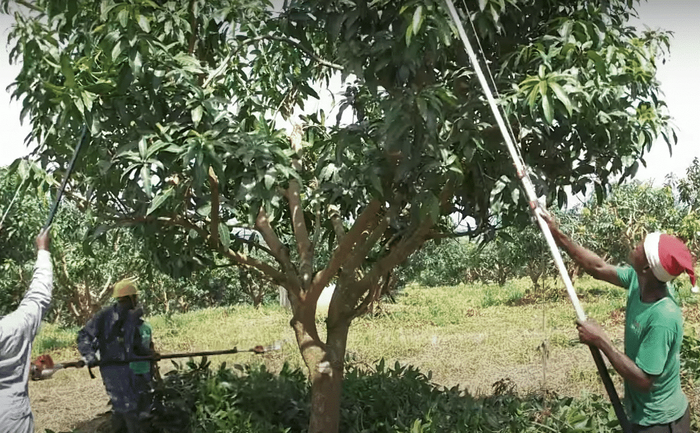 Pruning tool; How to make a clean cut - FO-Video-Library