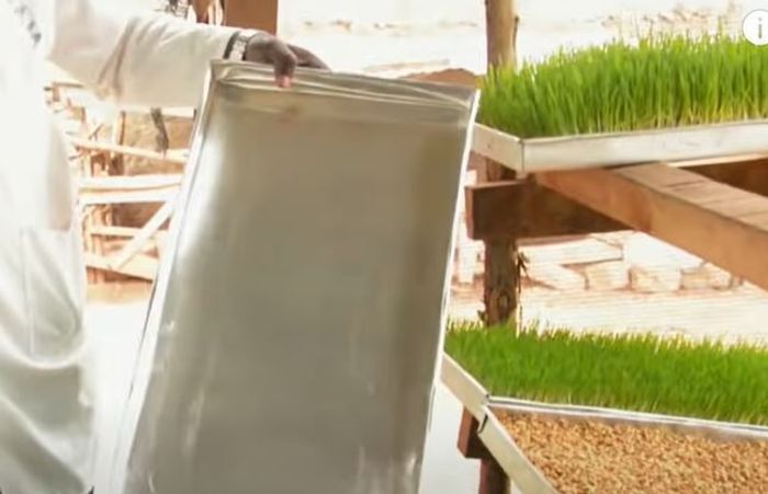 The step by step of how to grow hydroponic barley wheat fodder in ...