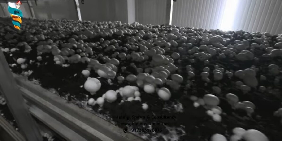 Button mushroom farming and farm design - FO-Video-Library