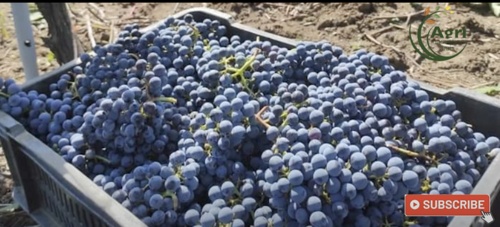 How to produce millions of vines from Grape Seedlings Cuttings ...