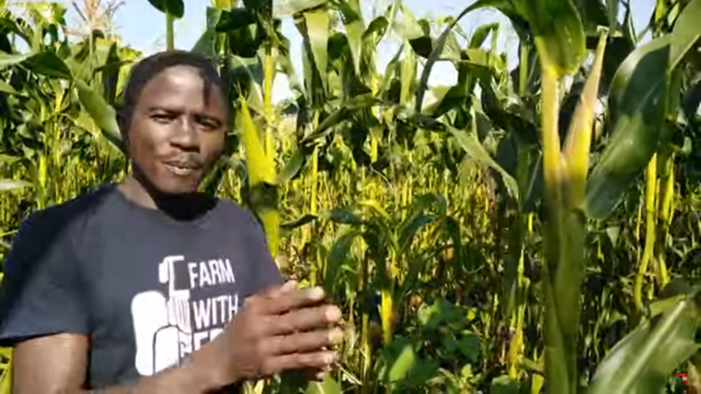 The difference between Normal maize varieties and baby corn varieties ...