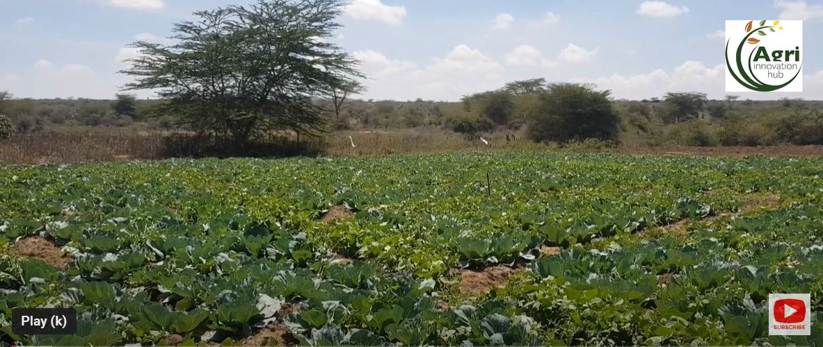 Secrets of CABBAGE FARMING and what to look out for - FO-Video-Library