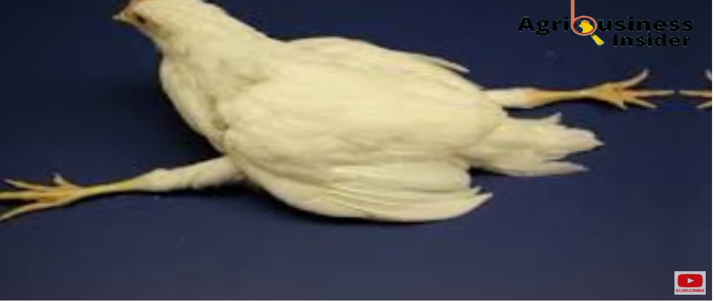 Natural treatment of paralysis in broiler birds - FO-Video-Library