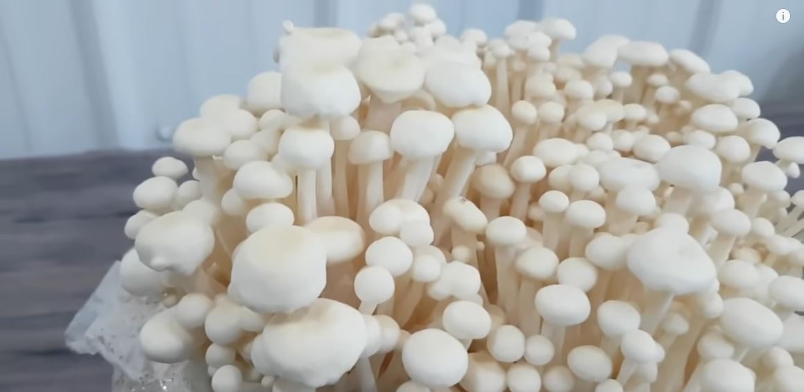 »The 7 Basic Steps Of Mushroom Cultivation (How Most Mushrooms Are ...