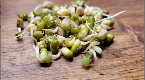 How To Grow Bean Sprouts - FO-Video-Library
