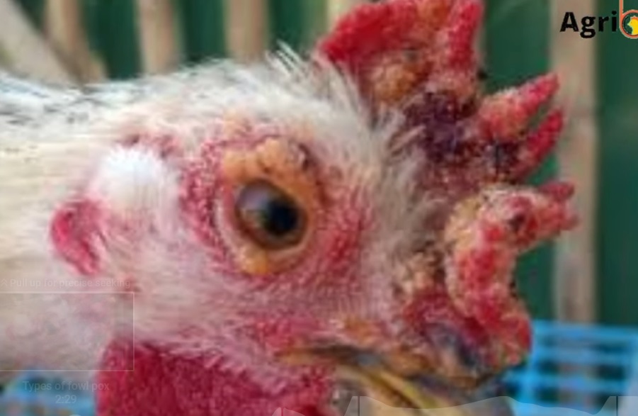 Fowl pox treatment in chicken using toothpaste - FO-Video-Library