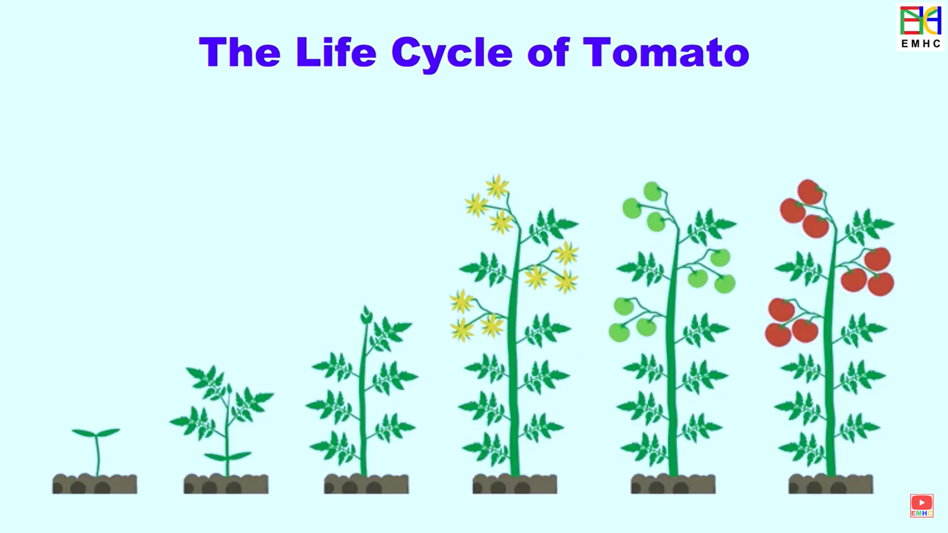 Tomato Life Cycle 101, How to Grow Veggie What Make Health Food ...
