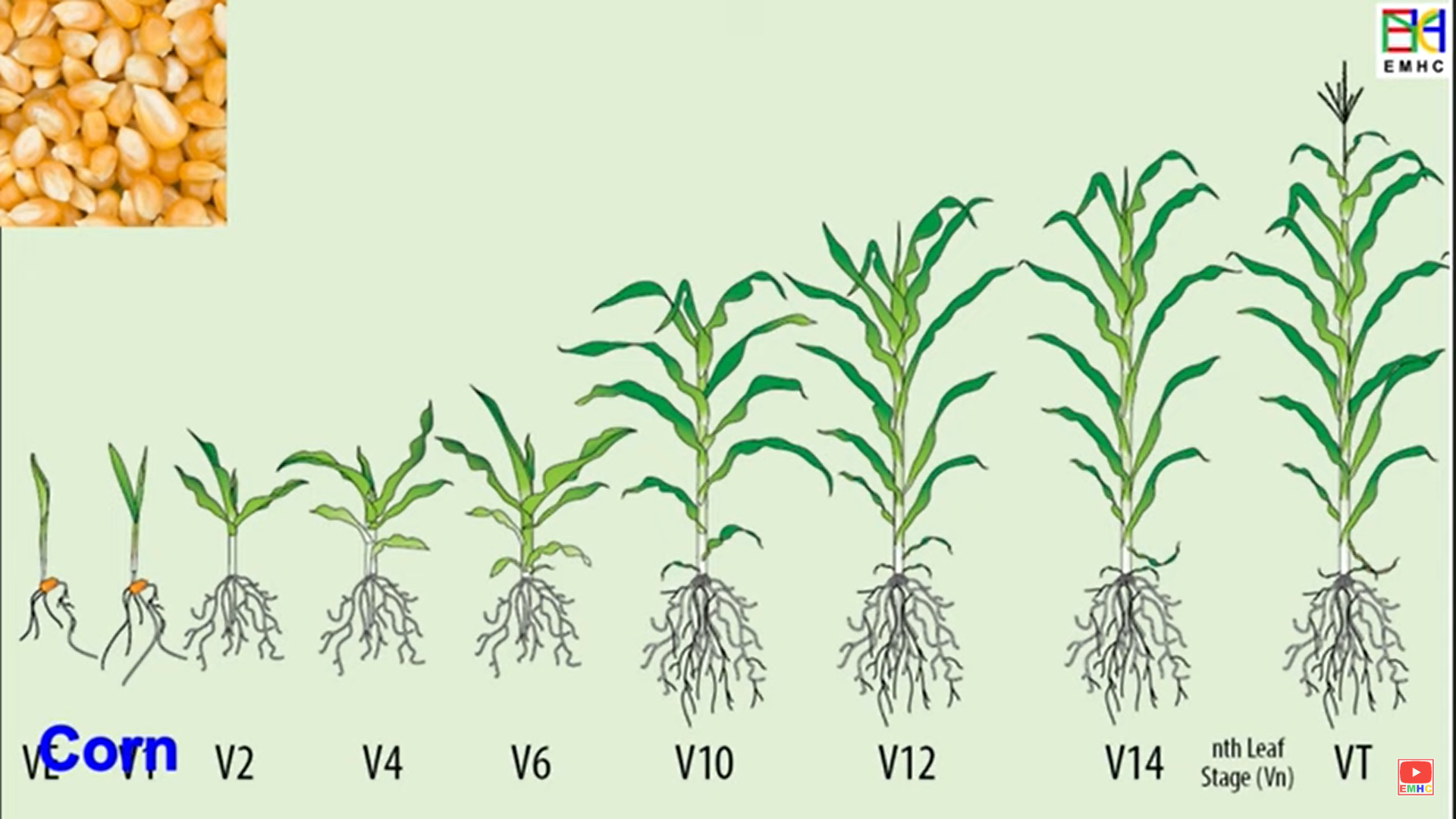 Corn Life Cycle 101, How to Grow What Make Best Health Food Nutrition ...