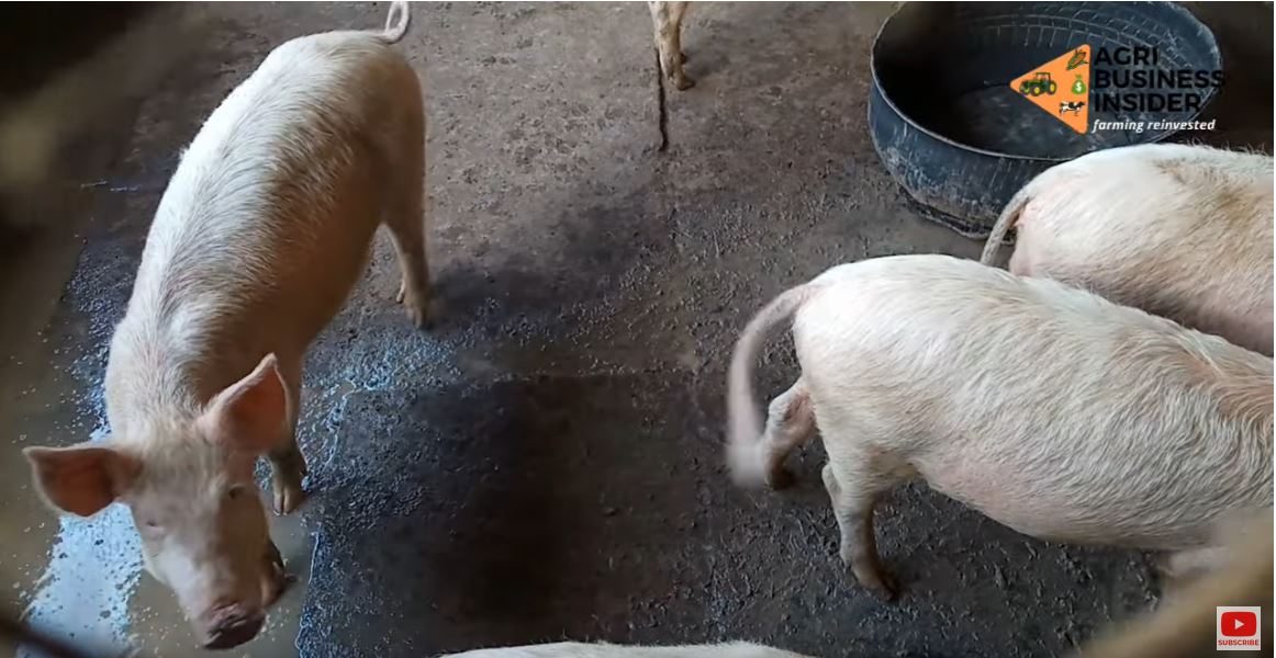 »How acacia leaf meal will boost pigs growth« - FO-Video-Library