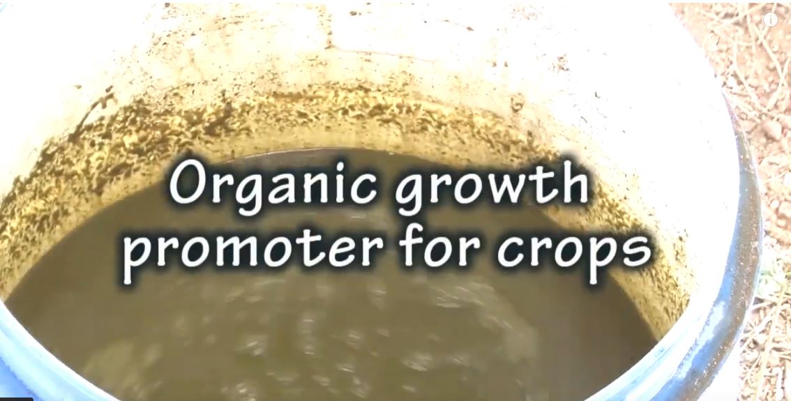 »Organic growth promoter for crops (summary)« - FO-Video-Library
