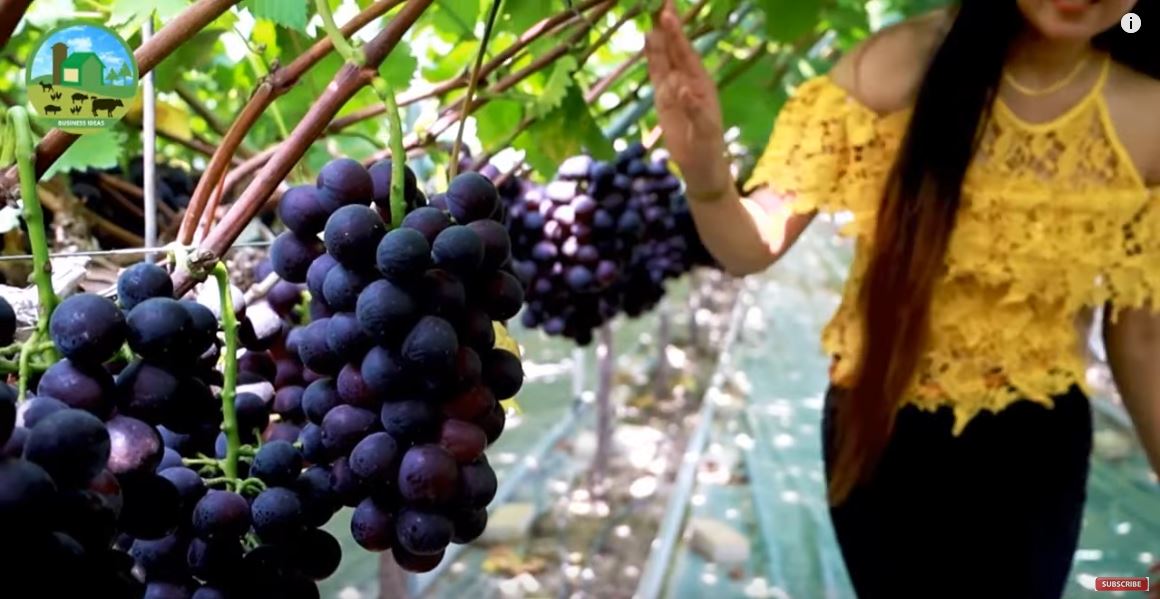 »How to Start Business Grape Garden – How to Grow Grapes – Grape ...