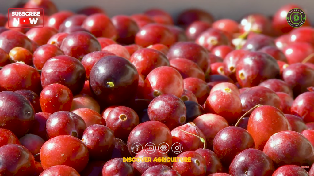 The Ultimate CRANBERRY Farming Guide - FO-Video-Library