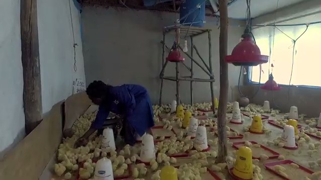 Broilers feeding management - FO-Video-Library
