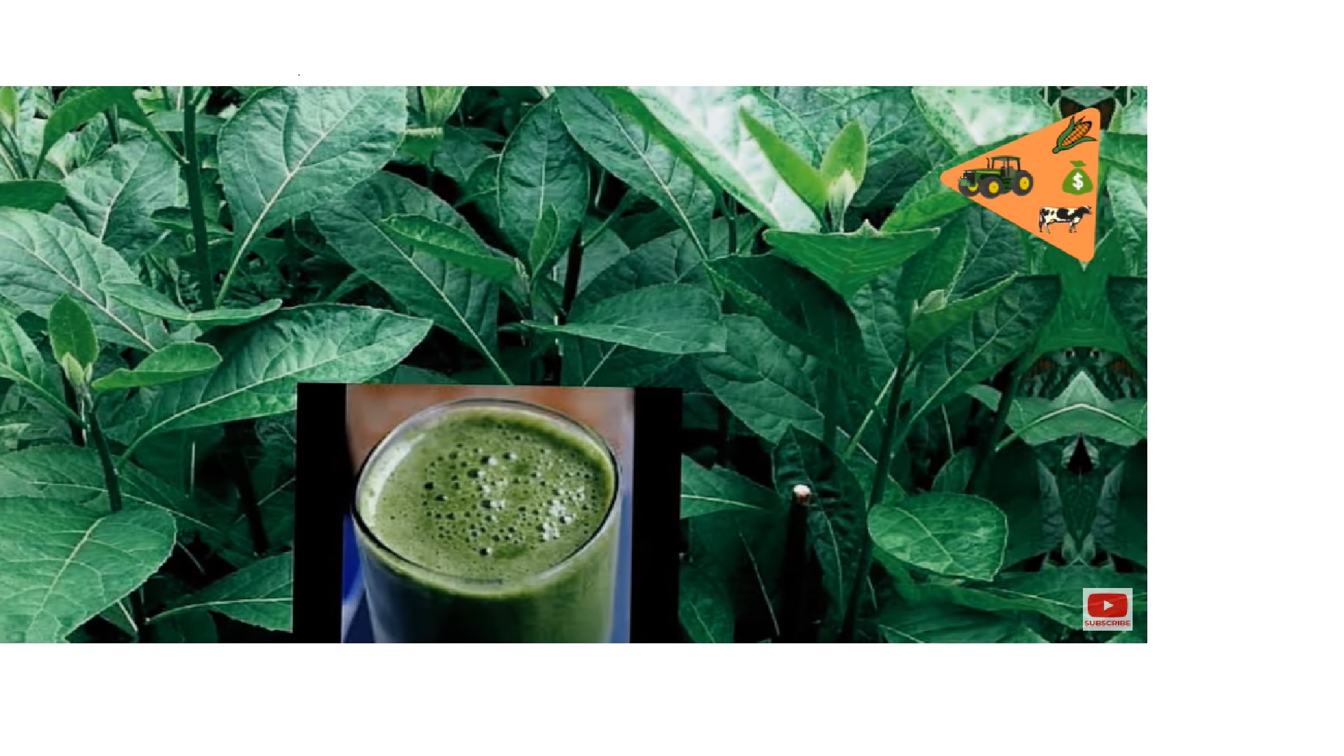 Using bitter leaf plant extract to boost growth, weight gain in broiler ...