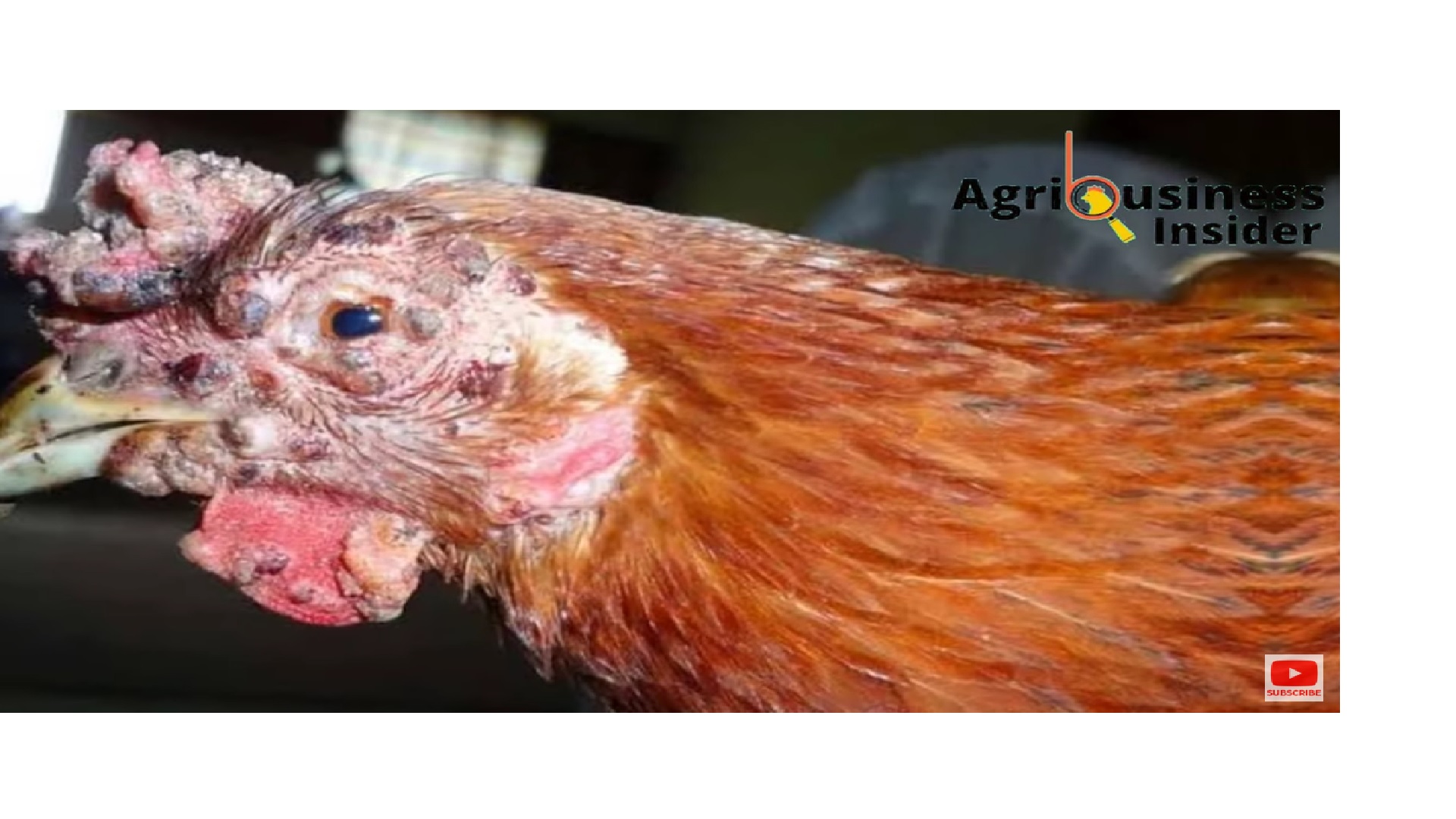 Eight common chicken diseases and their natural treatment - FO-Video-Library