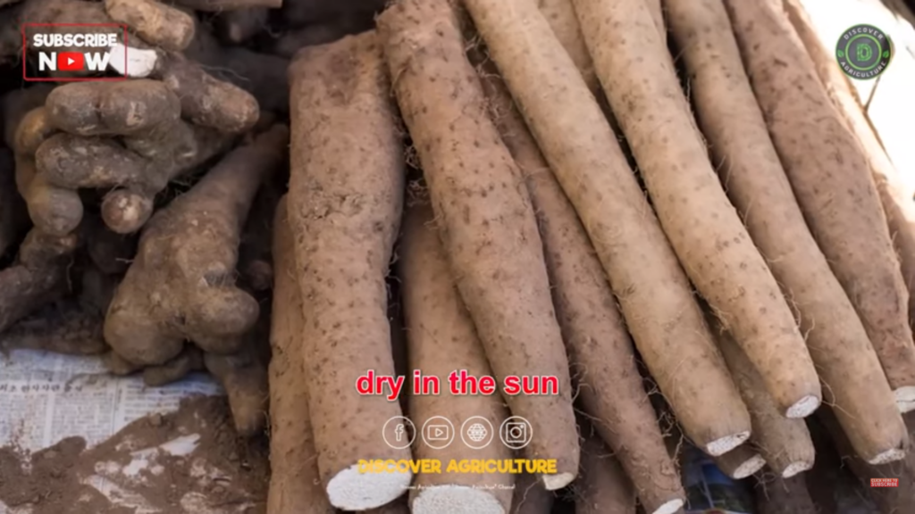 How to grow Yam at Home - FO-Video-Library