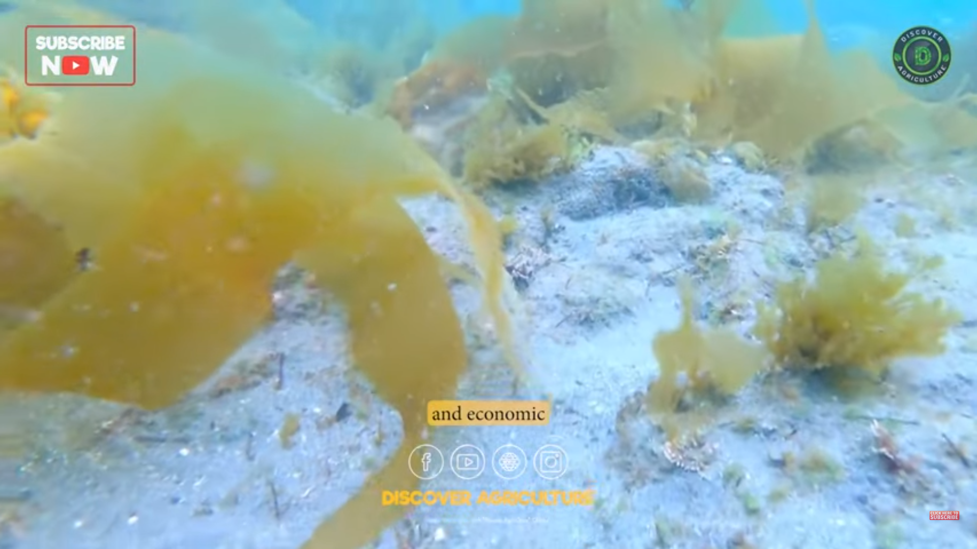 Seaweed Farming: Benefits, Methods and Harvesting Techniques - FO-Video ...