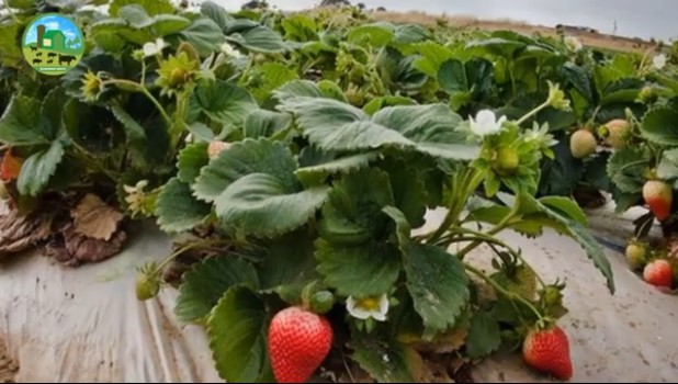 Strawberry Farming - FO-Video-Library