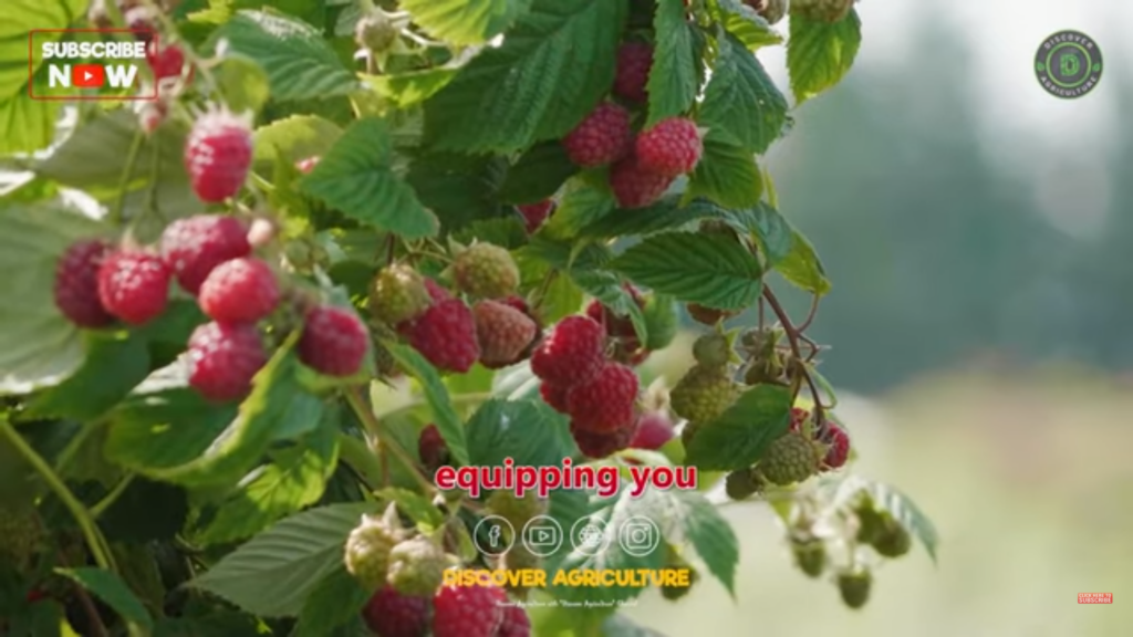 Raspberry Cultivation: Complete Step by step Guide - FO-Video-Library