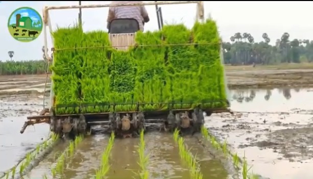 How to Grow Rice Step by Step - FO-Video-Library
