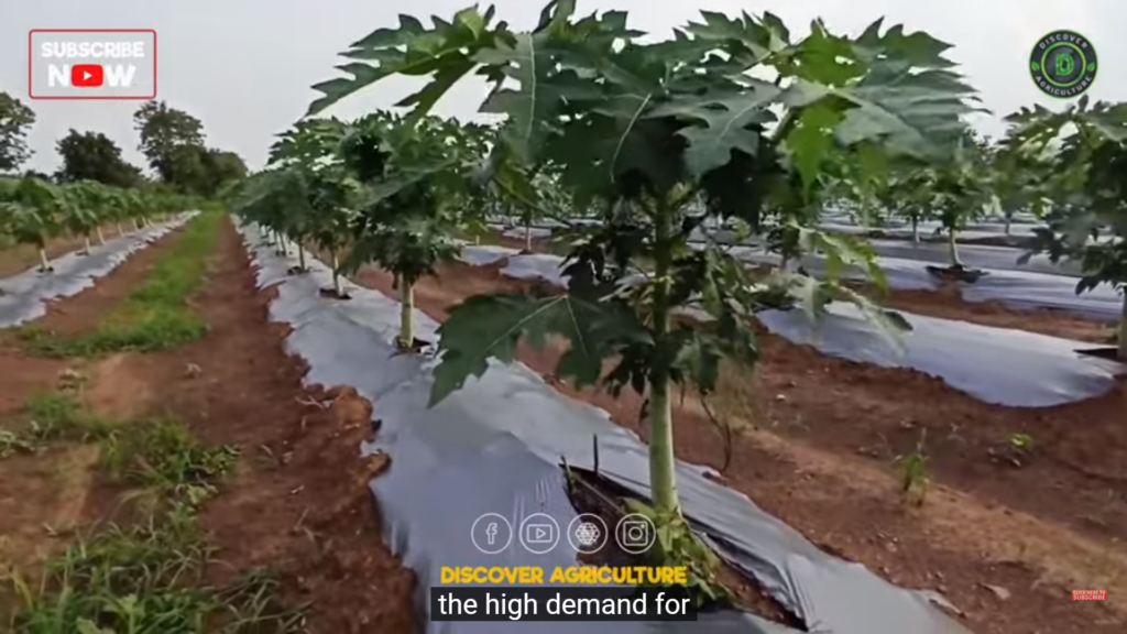 Papaya Farming: Complete Guide - FO-Video-Library