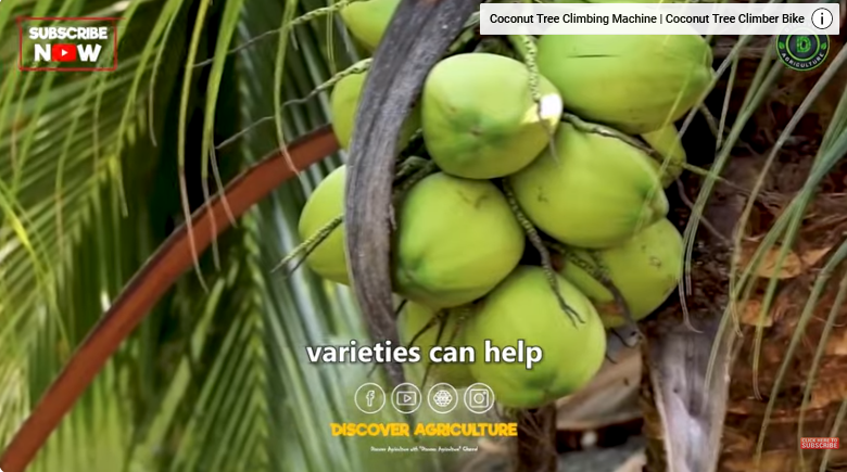 Coconut Farming complete guide - FO-Video-Library