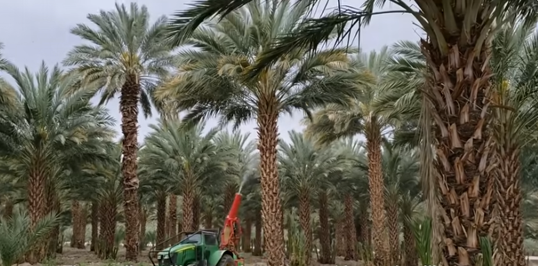 Dates Palm Cultivation In Desert Fo Video Library 6828