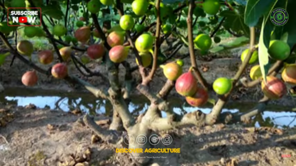 A Comprehensive Guide to FIG FARMING - FO-Video-Library
