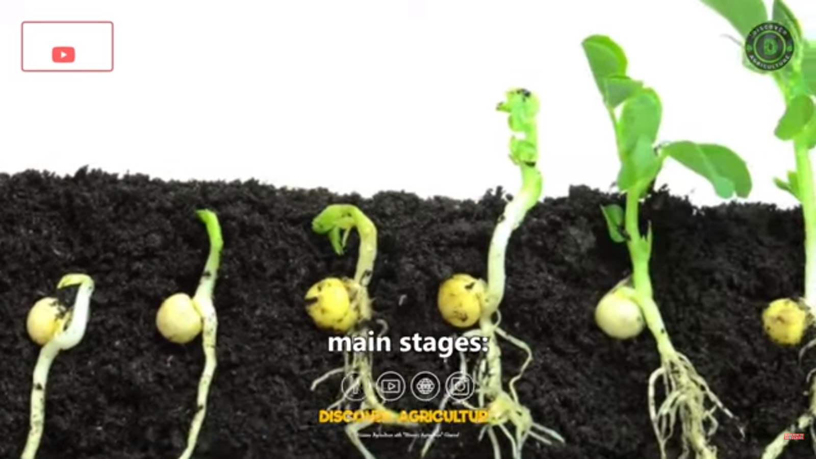 How Seeds Germinate? Process, Steps, Necessity, and its Major Factors - FO-Video-Library