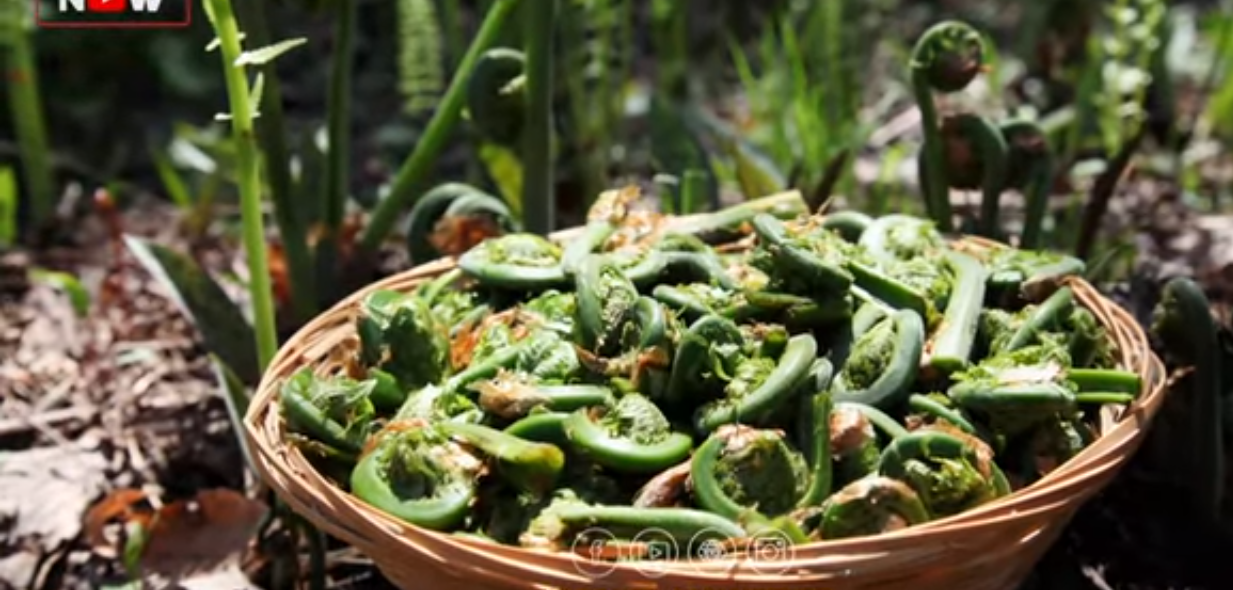 Fiddlehead Fern Farming: Complete Farming Guide | How to grow ...