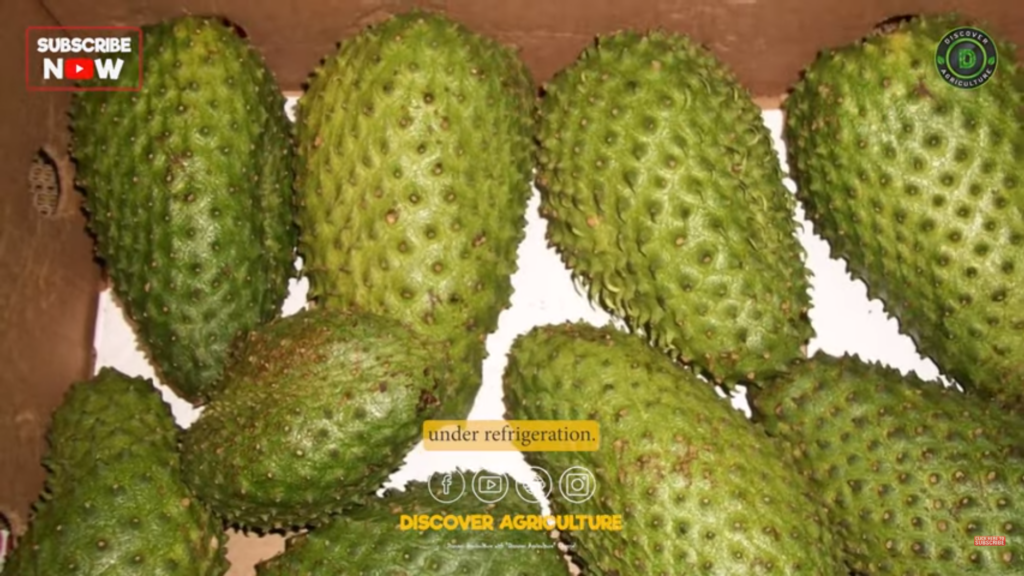 Soursop Fruit Farming | Natural medicines for Cancer - FO-Video-Library